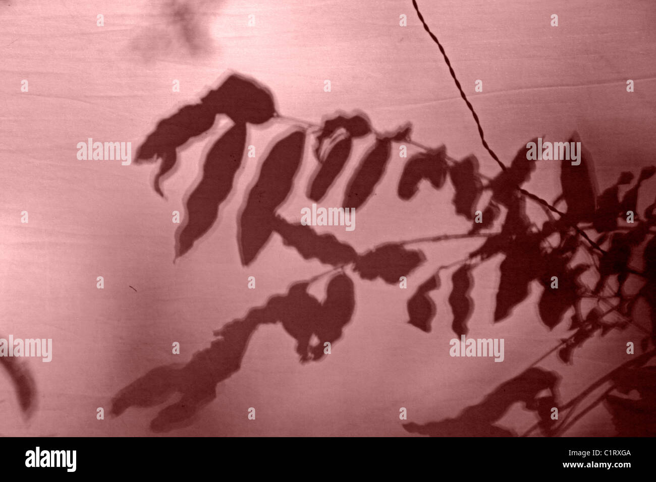 Shadow wall plant hi-res stock photography and images - Alamy