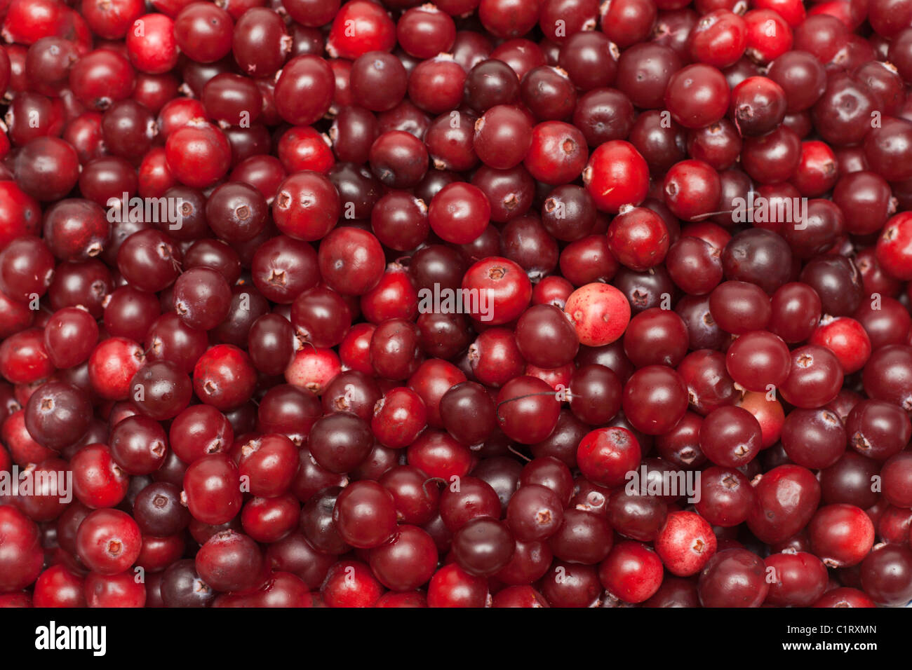 Much red ripe cranberries put by background Stock Photo - Alamy