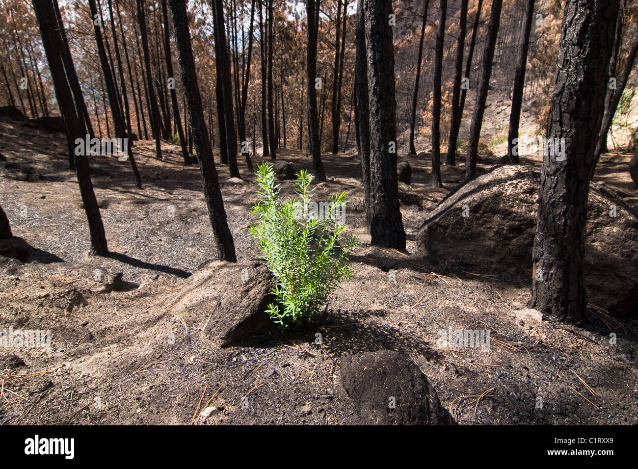 New life after a forest fire Stock Photo - Alamy