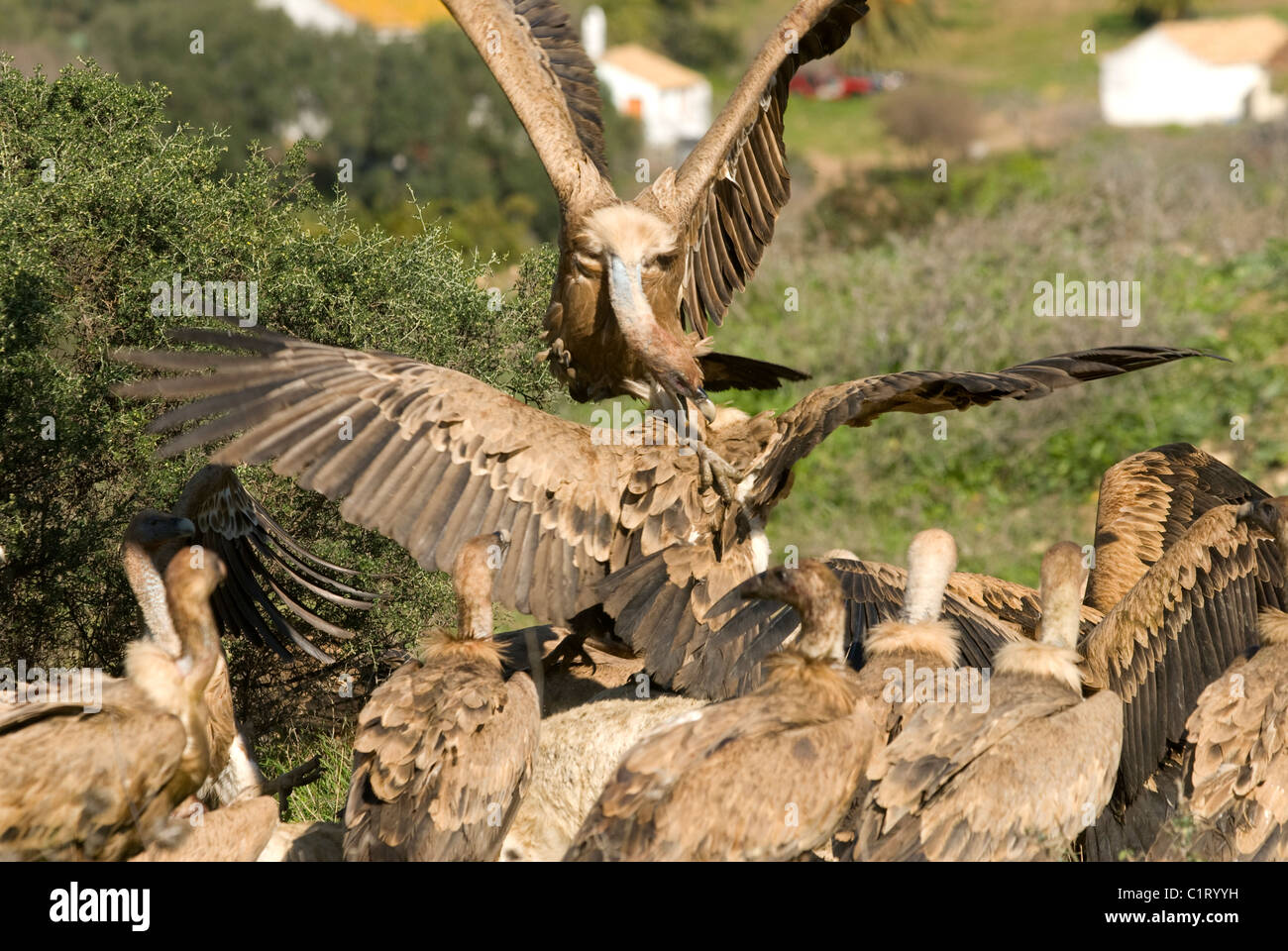 Vultures eating carcass hi-res stock photography and images - Alamy