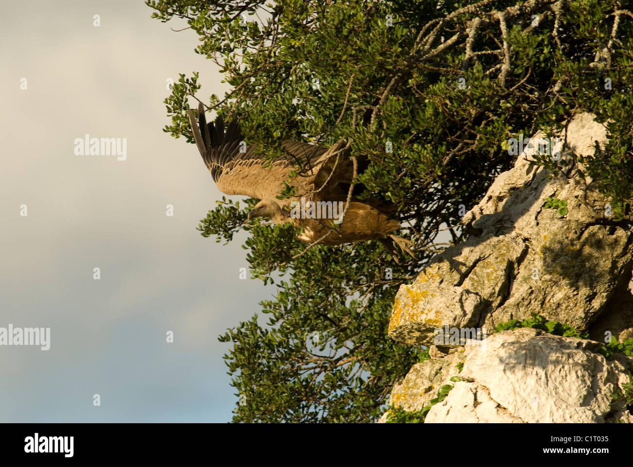 Vulture nest hi-res stock photography and images - Alamy
