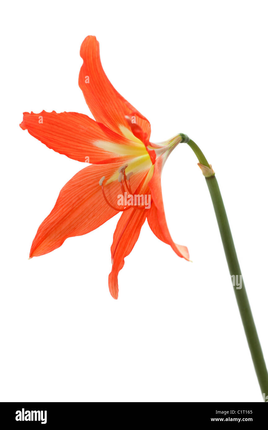 Orange flower with green stalk on white background Stock Photo - Alamy