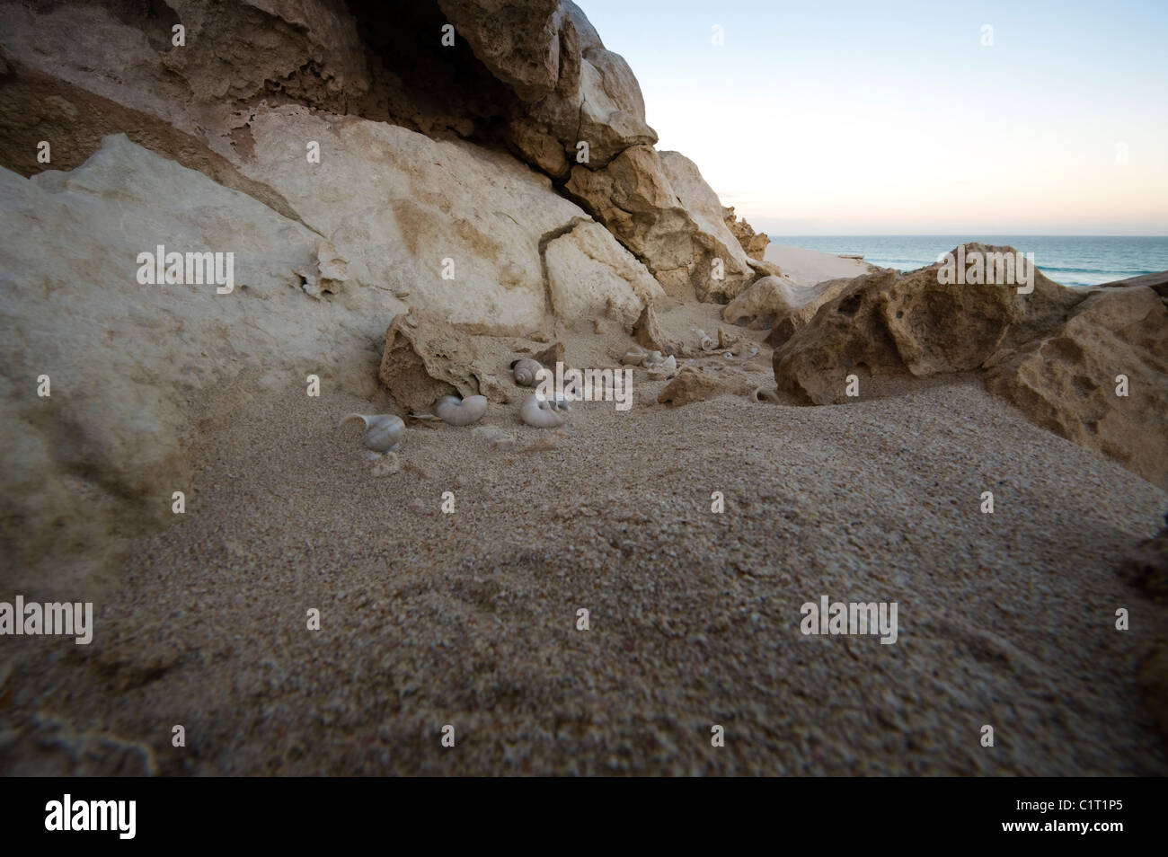 Shells and rock formations by the sea Stock Photo - Alamy
