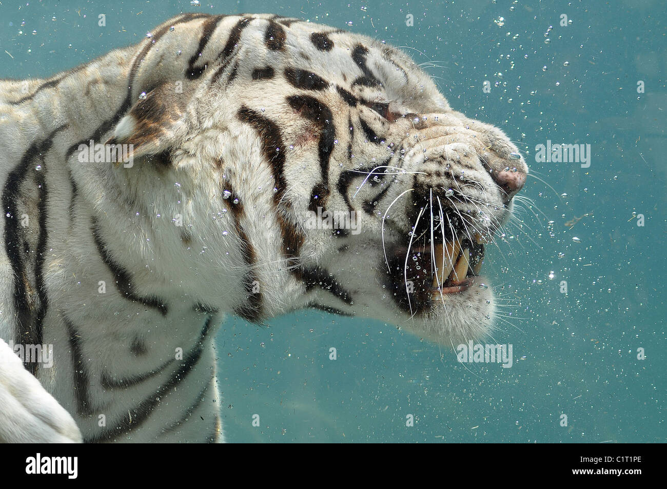 WATER BRAVE TIGER! Odin the white Bengal tiger always makes a splash ...