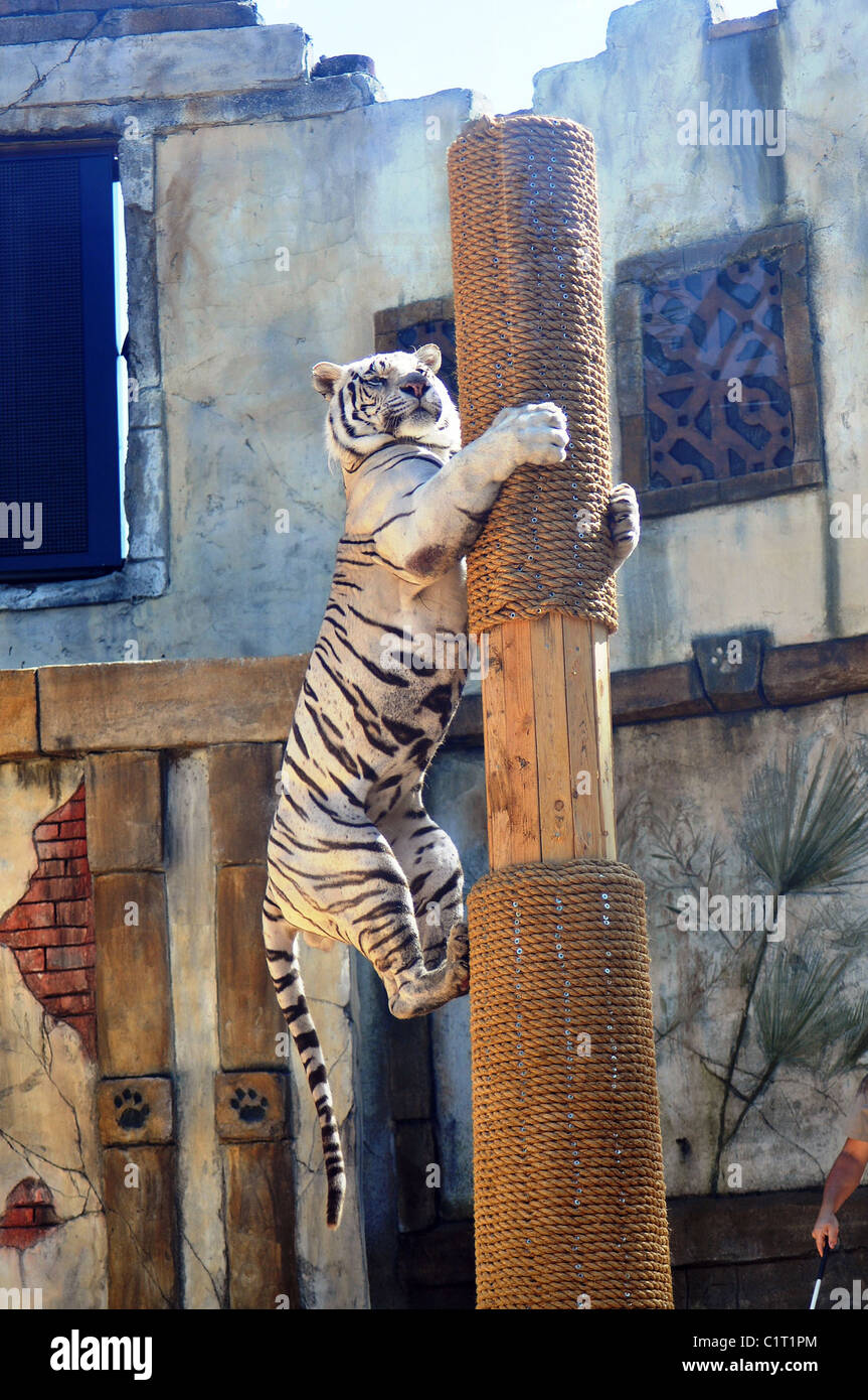 WATER BRAVE TIGER! Odin the white Bengal tiger always makes a splash ...