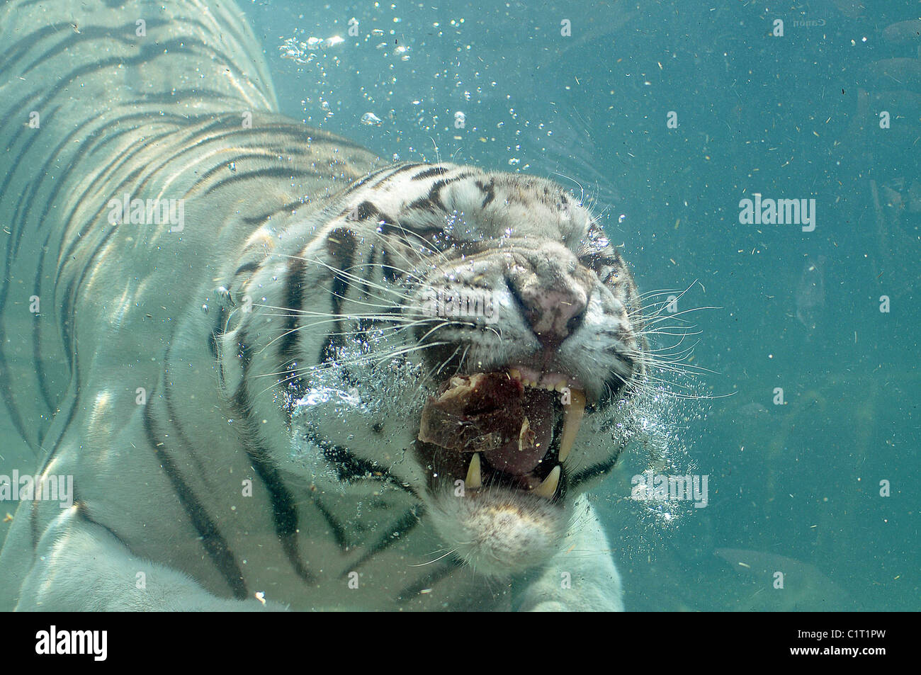 Tiger Diving Underwater