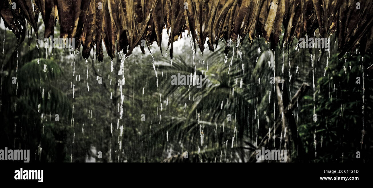 Rain forest and Palm Trees during rainfall Stock Photo - Alamy