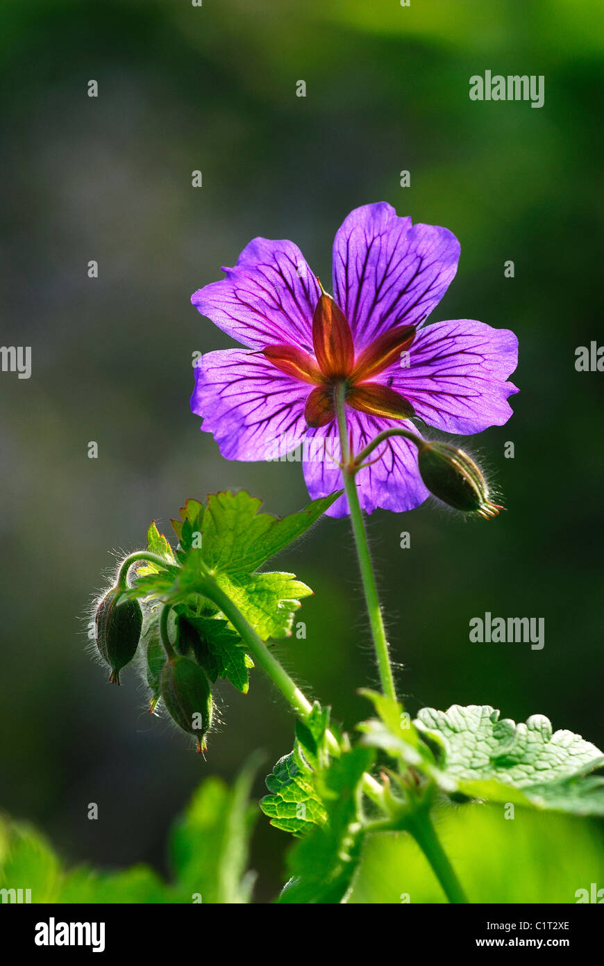 A purple perennial geranium with buds Stock Photo - Alamy