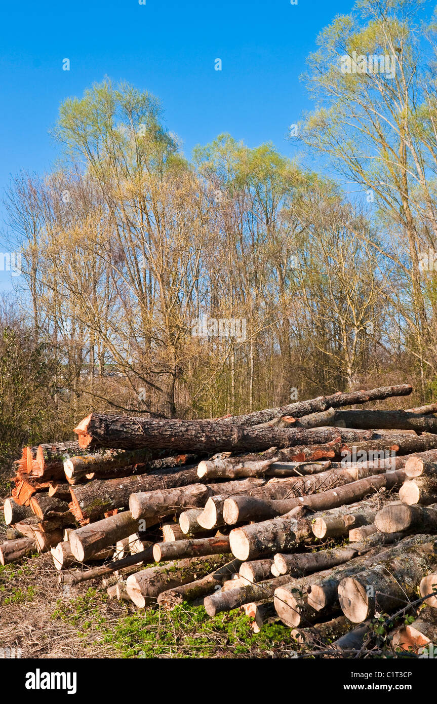 Stacked Poplar / Willow tree logs for firewood - France Stock Photo - Alamy