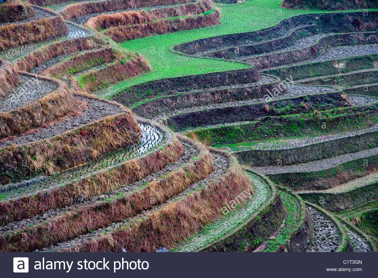 Dragons Backbone Stock Photos & Dragons Backbone Stock Images - Alamy