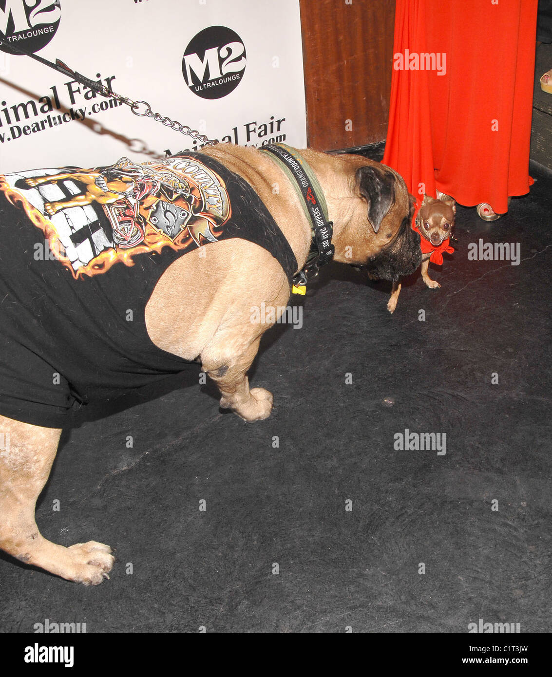 Gus and Ginger Wendy Diamond's 10th Annual Paws For Style at M2 Ultra ...