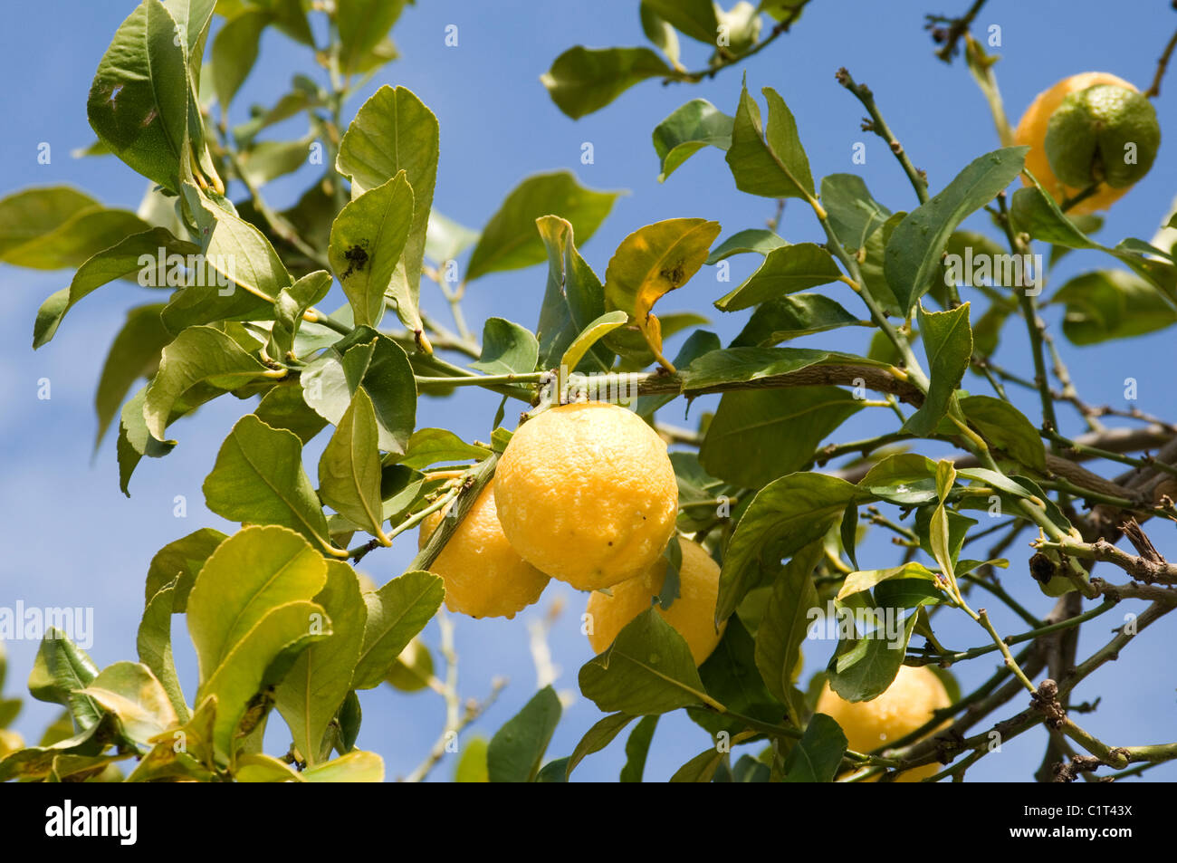 lemon lemons citrus fruit fruits acid tree trees italy italian scilly ...