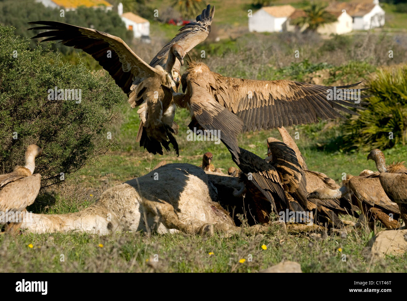 2 Griffon Vultures jumping in the air fighting over carcass of white ...