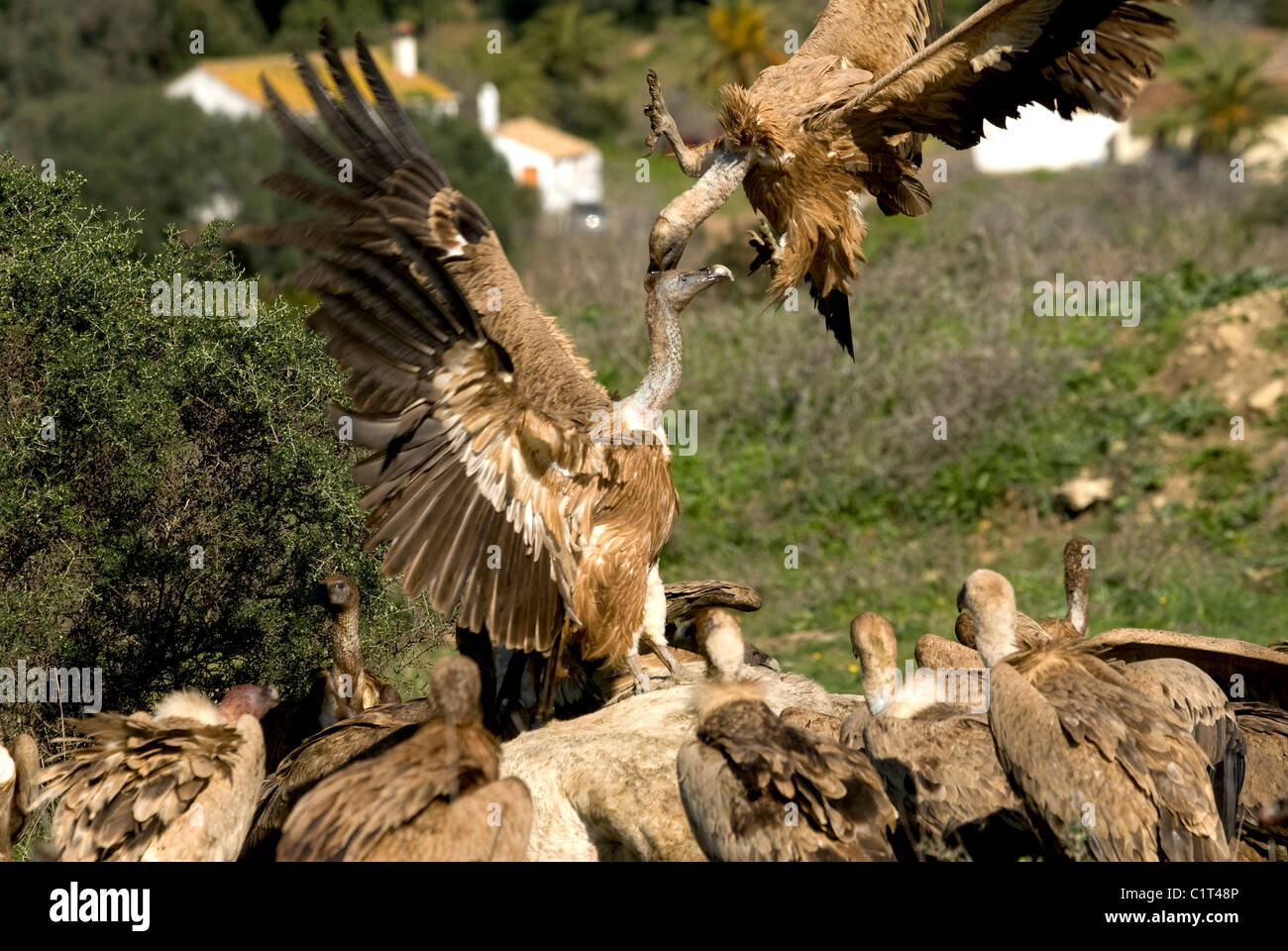 Vultures eating carcass hi-res stock photography and images - Alamy