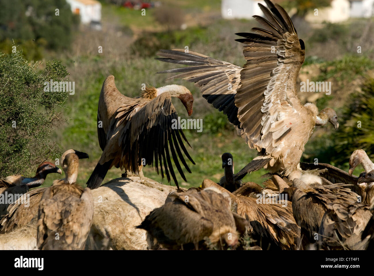 Griffon or Eurasian Vultures landing on carcass of horse where dozens ...