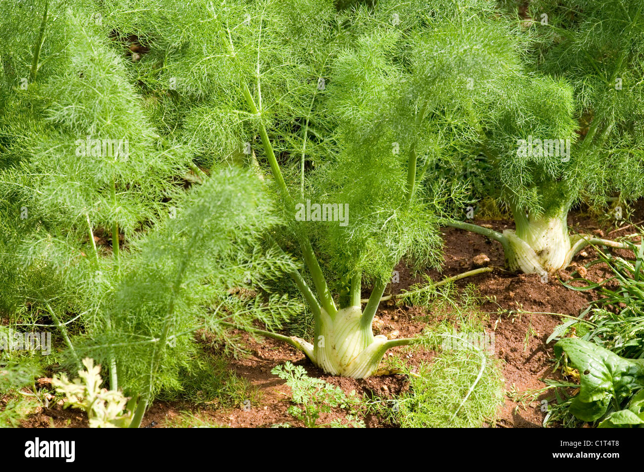 Fennel Foeniculum vulgare Apiaceae herb vegetable vegetables ...