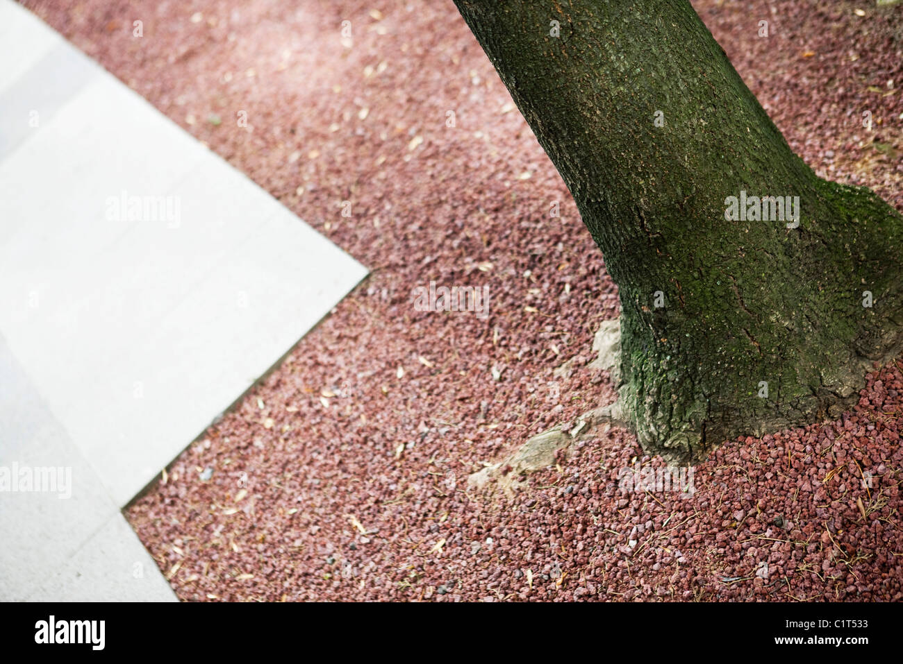 Gravel at base of tree trunk Stock Photo - Alamy