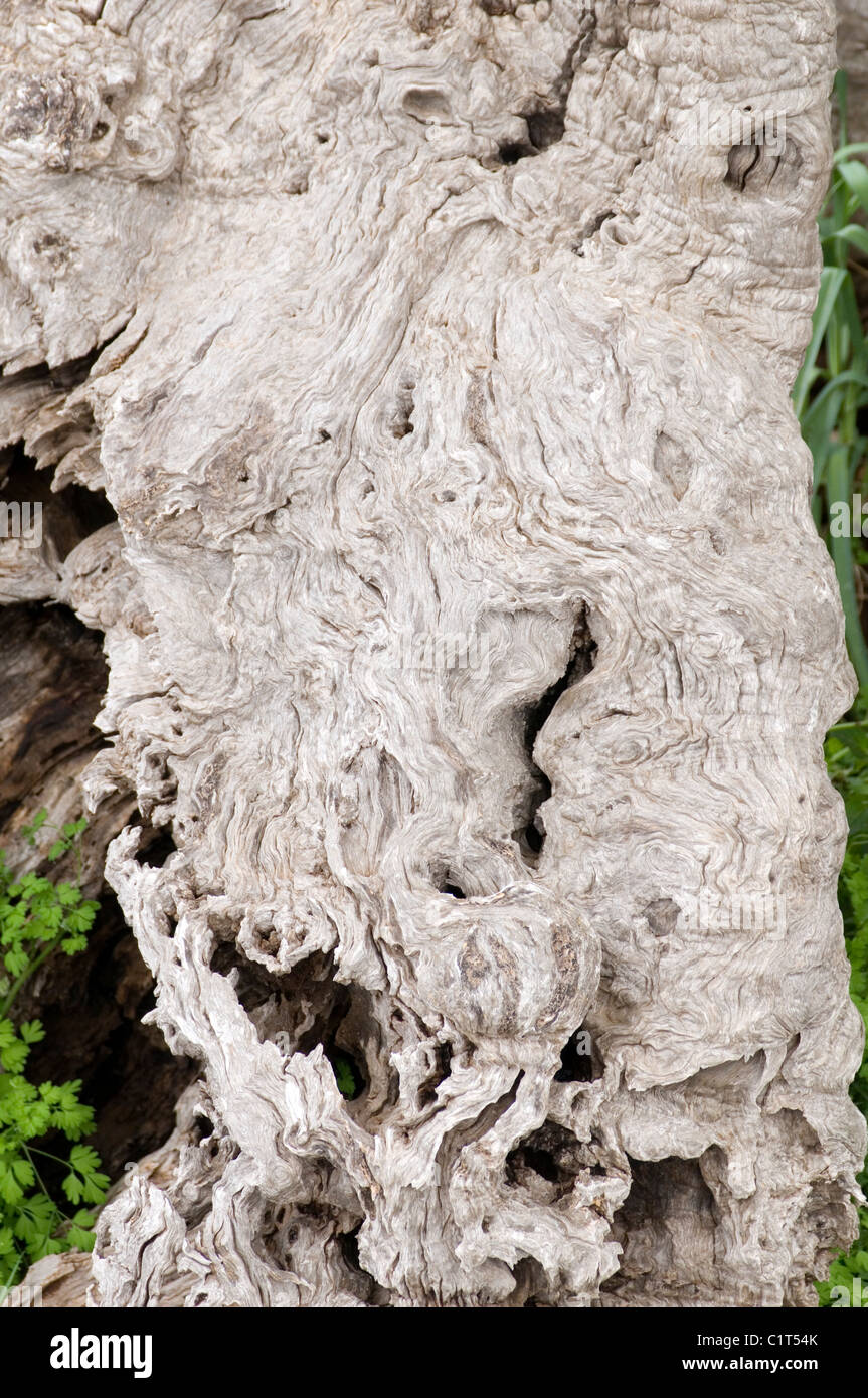 olive tree trees bark twisted gnarly gnarly old trunk trunks wood woody ...