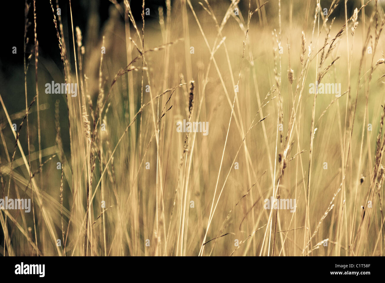 A field of grass with seeds Stock Photo - Alamy