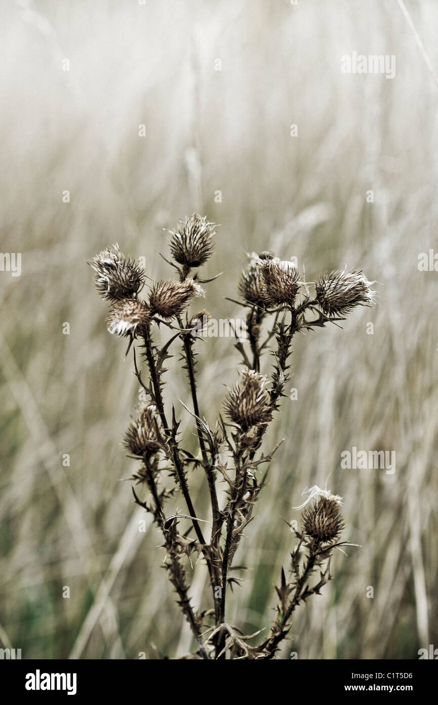 Dead thistle heads Stock Photo - Alamy