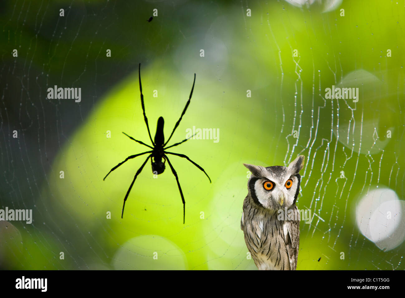 A large spider in the Daintree rainforest in Northern Queensland ...