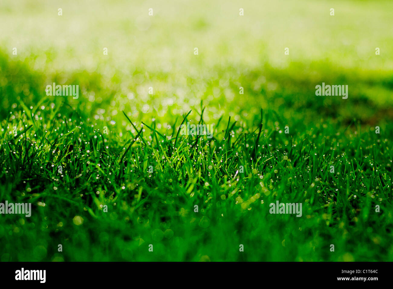 Close up image of grass Stock Photo - Alamy