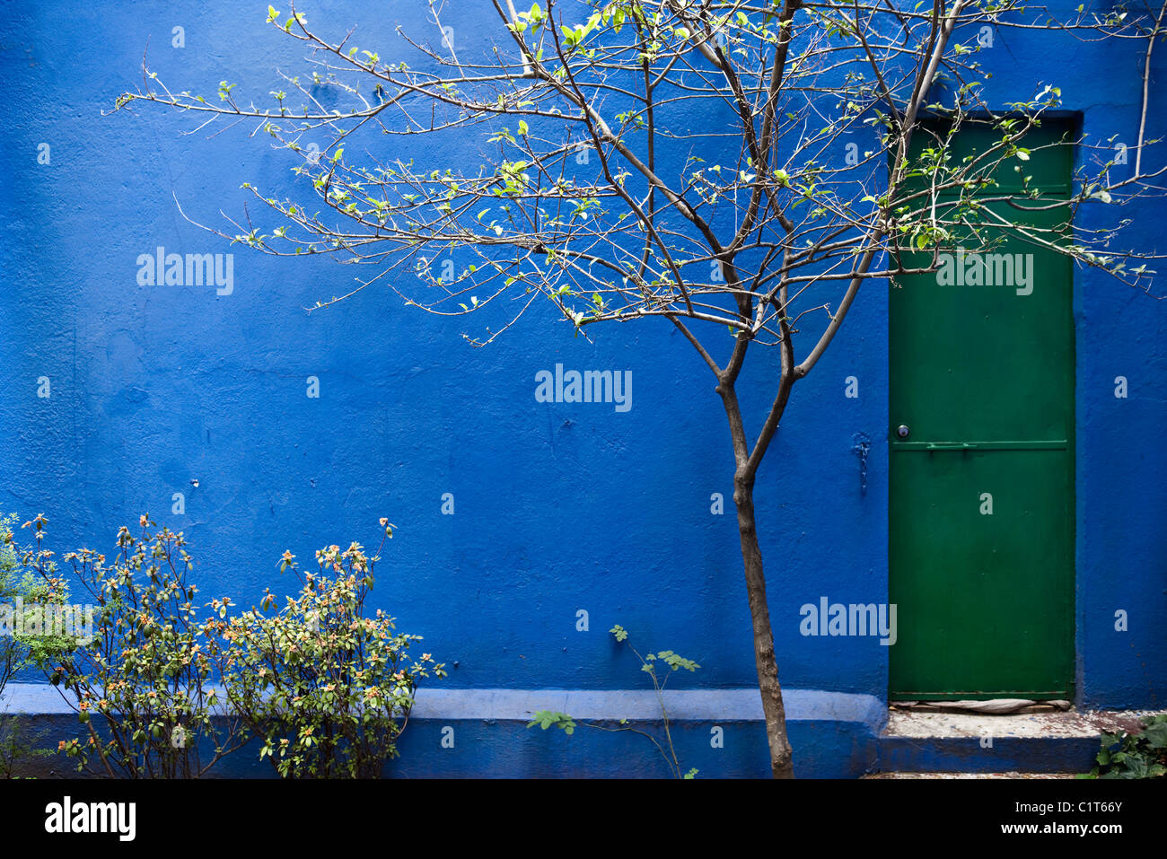 Tree growing in courtyard Stock Photo - Alamy