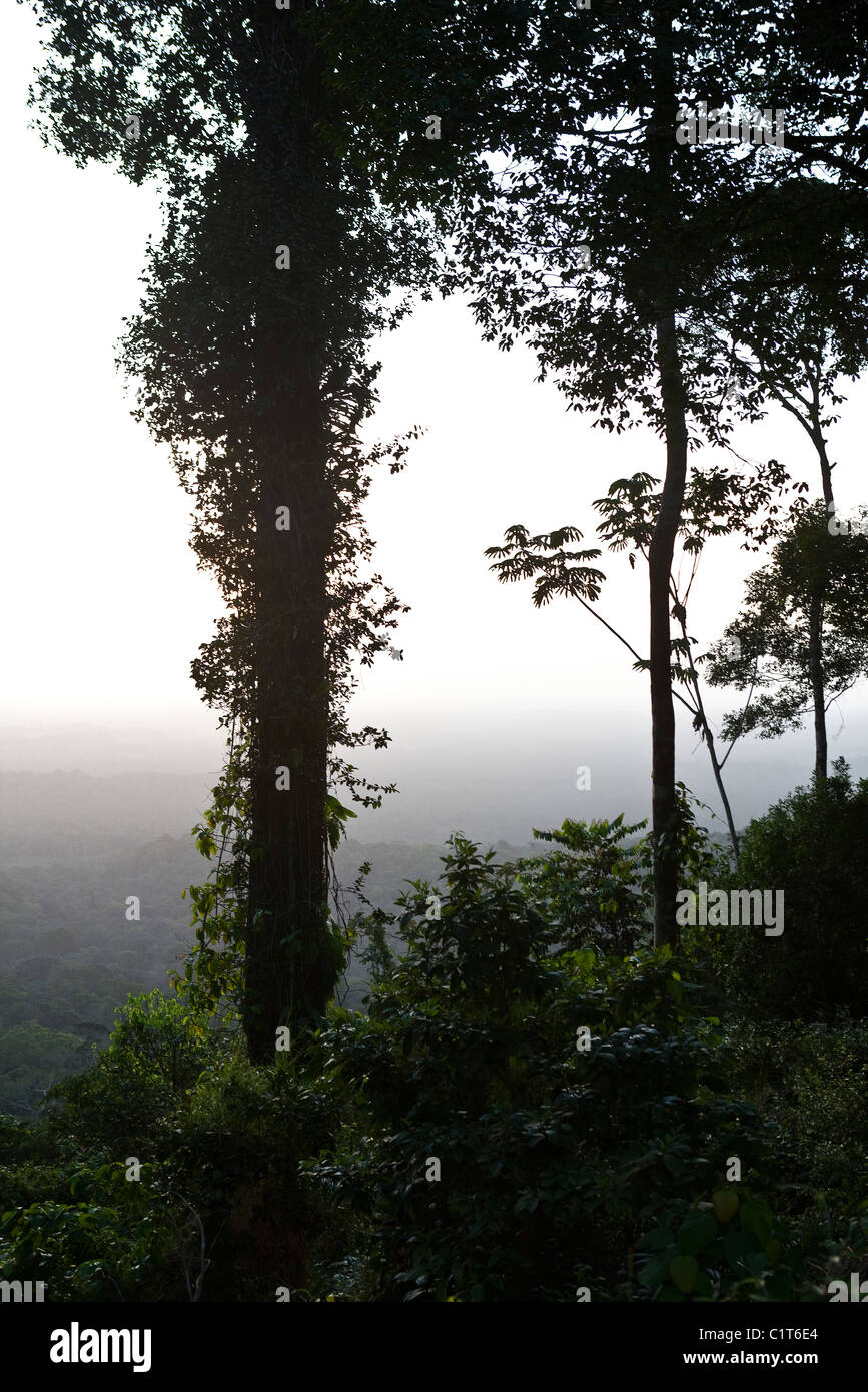 South America, Amazon Rainforest scene Stock Photo - Alamy