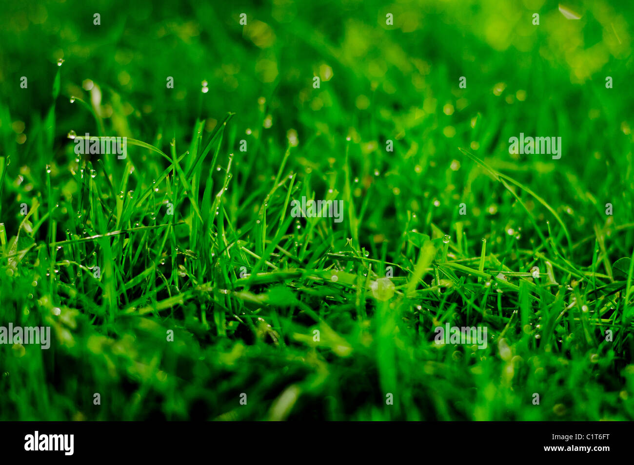 Close up image of grass Stock Photo - Alamy