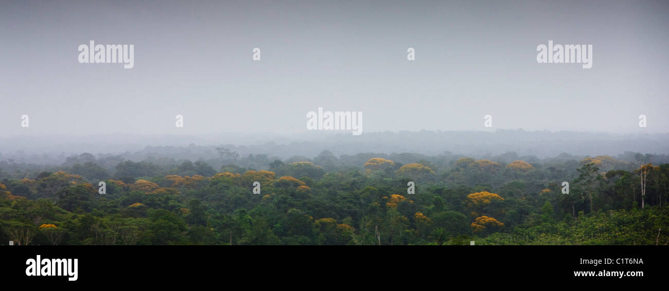 Amazon Rainforest In South America at Adolph Grier blog