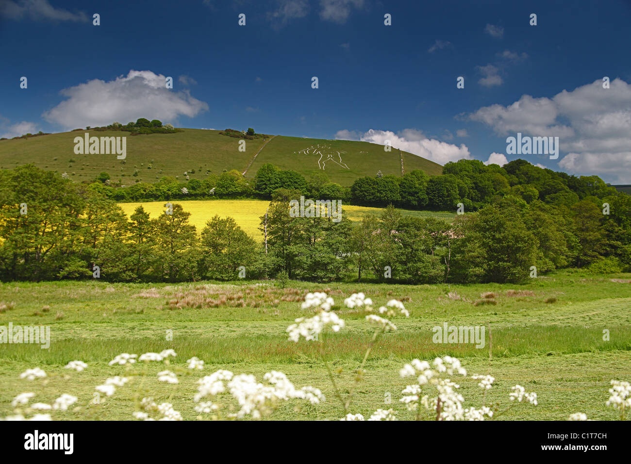The Cerne Abbas Giant or 'Rude Man' - a chalk figure carved in the ...