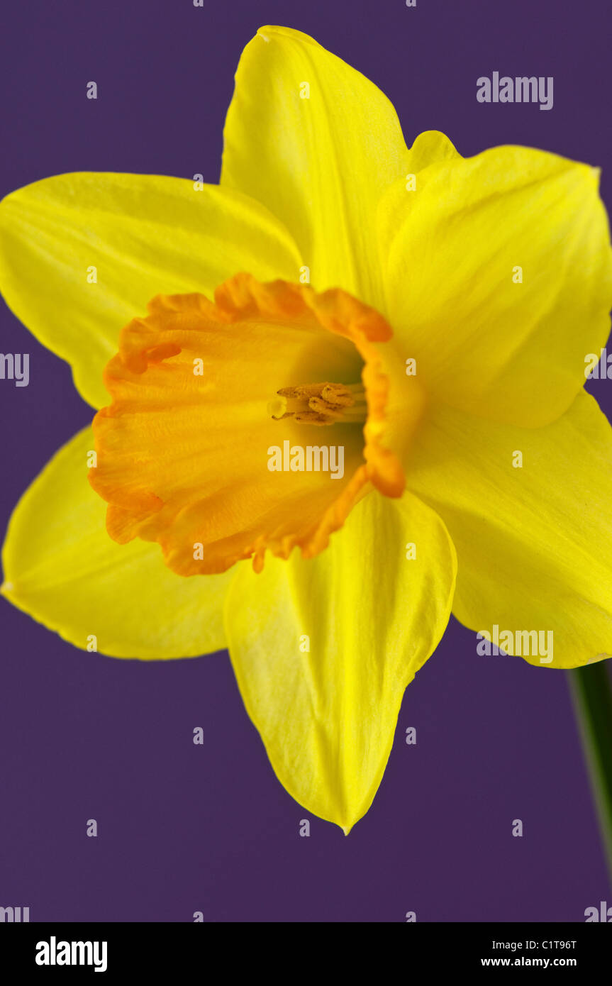 Single flower shown against coloured background Stock Photo - Alamy