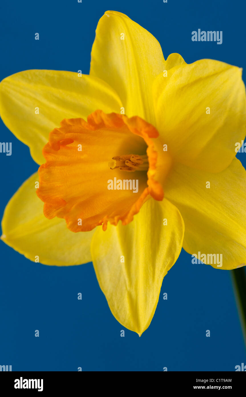 Single Daffodil bloom set against a coloured background Stock Photo - Alamy