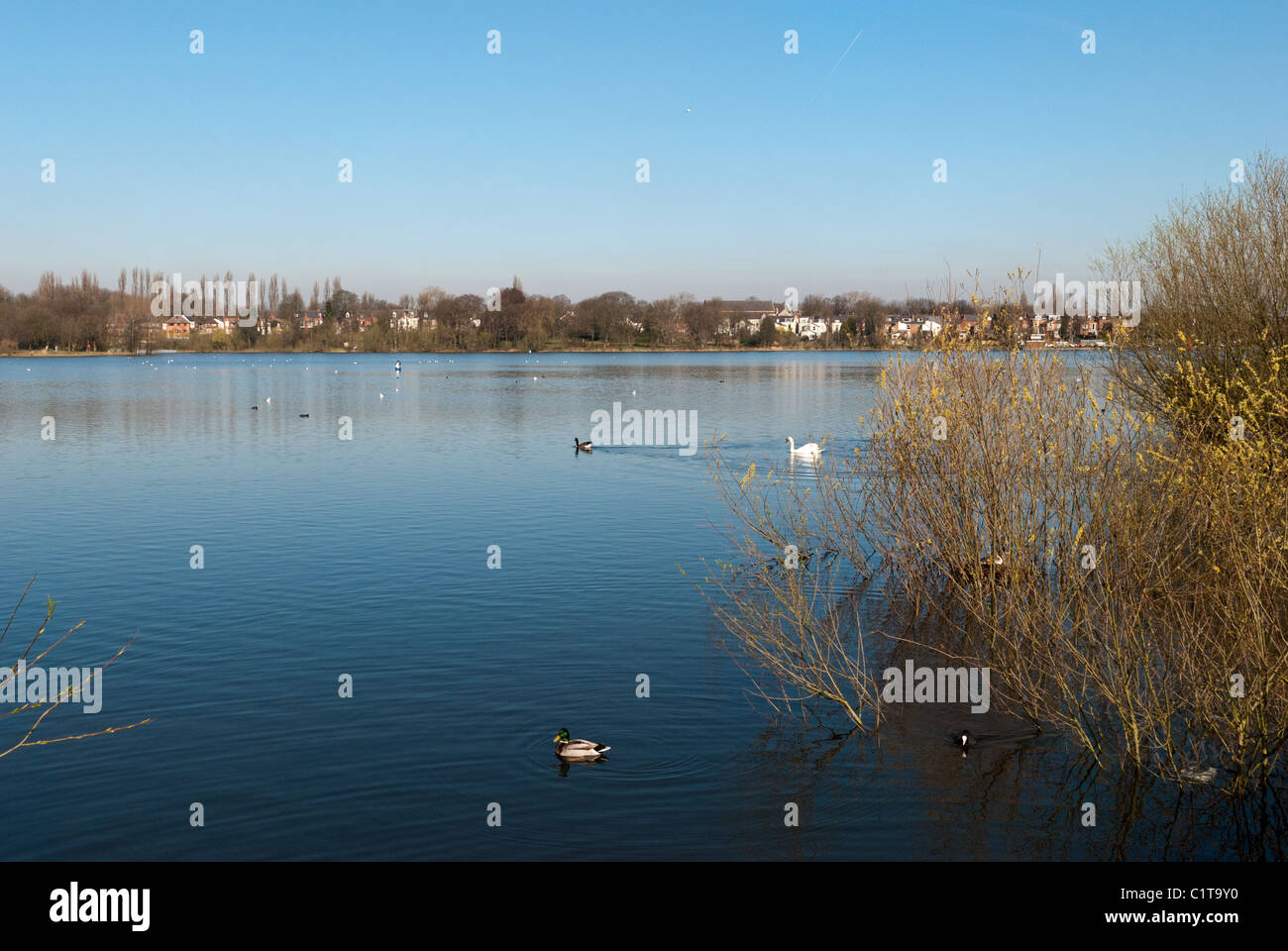 Edgbaston reservoir birmingham hi-res stock photography and images - Alamy