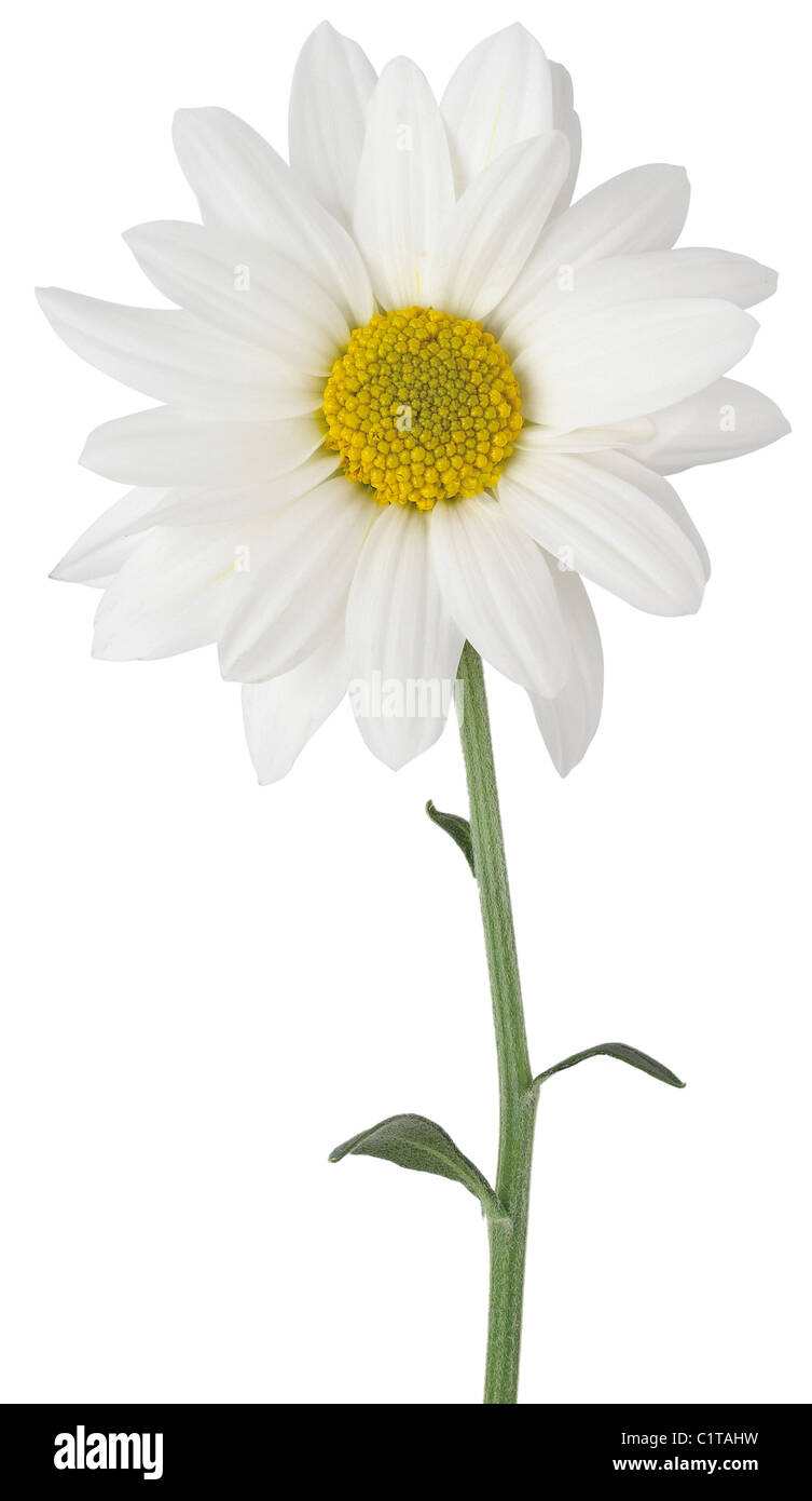 Daisy path hi-res stock photography and images - Alamy