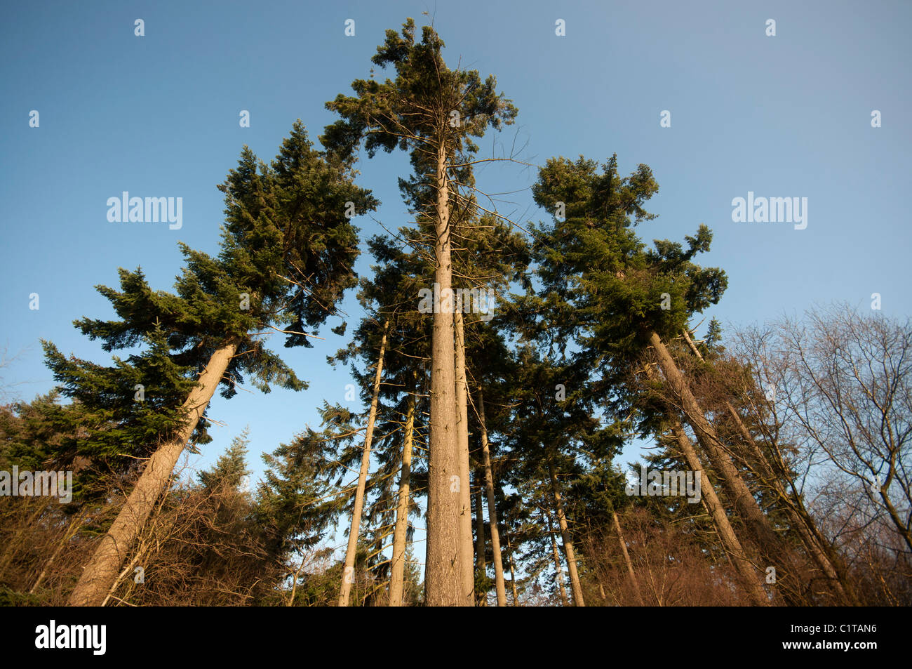 tall trees to sky Kent Copsed Woodland England Kent UK Stock Photo - Alamy