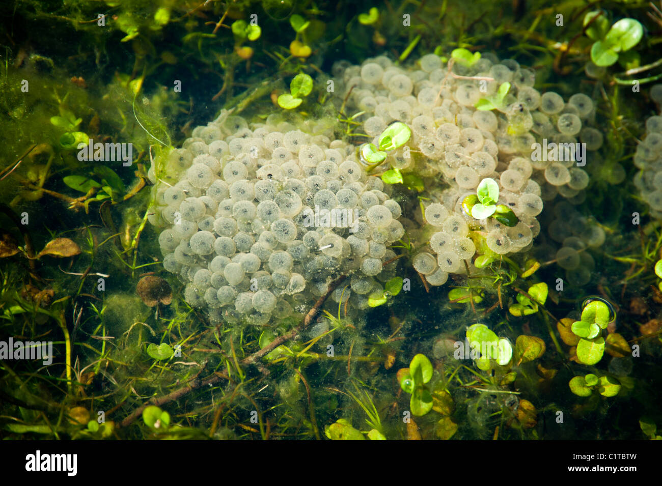 Frog spawn hi-res stock photography and images - Alamy