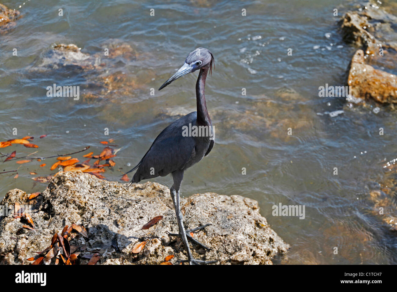Little Blue Heron Stock Photo - Alamy