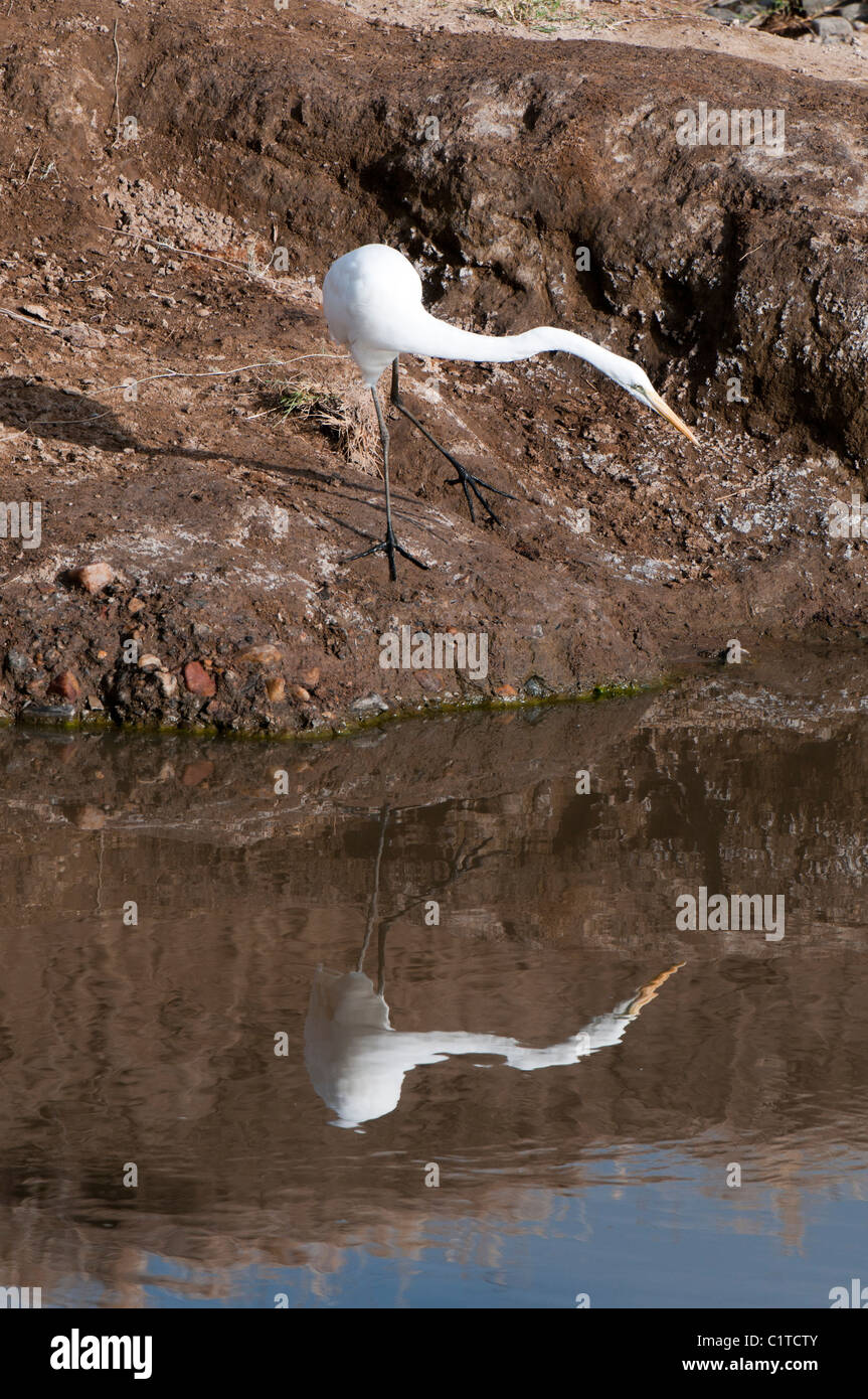 Bird at the edge hi-res stock photography and images - Alamy