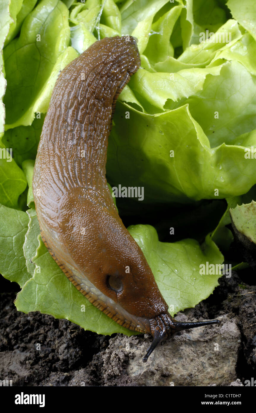 Lusitanian Slug eats salad Stock Photo - Alamy