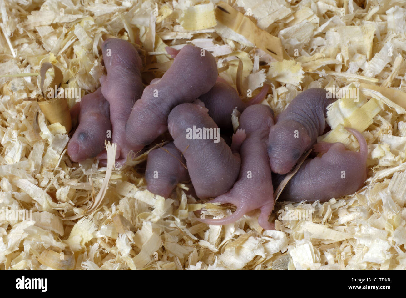 Fancy mouse hi-res stock photography and images - Alamy