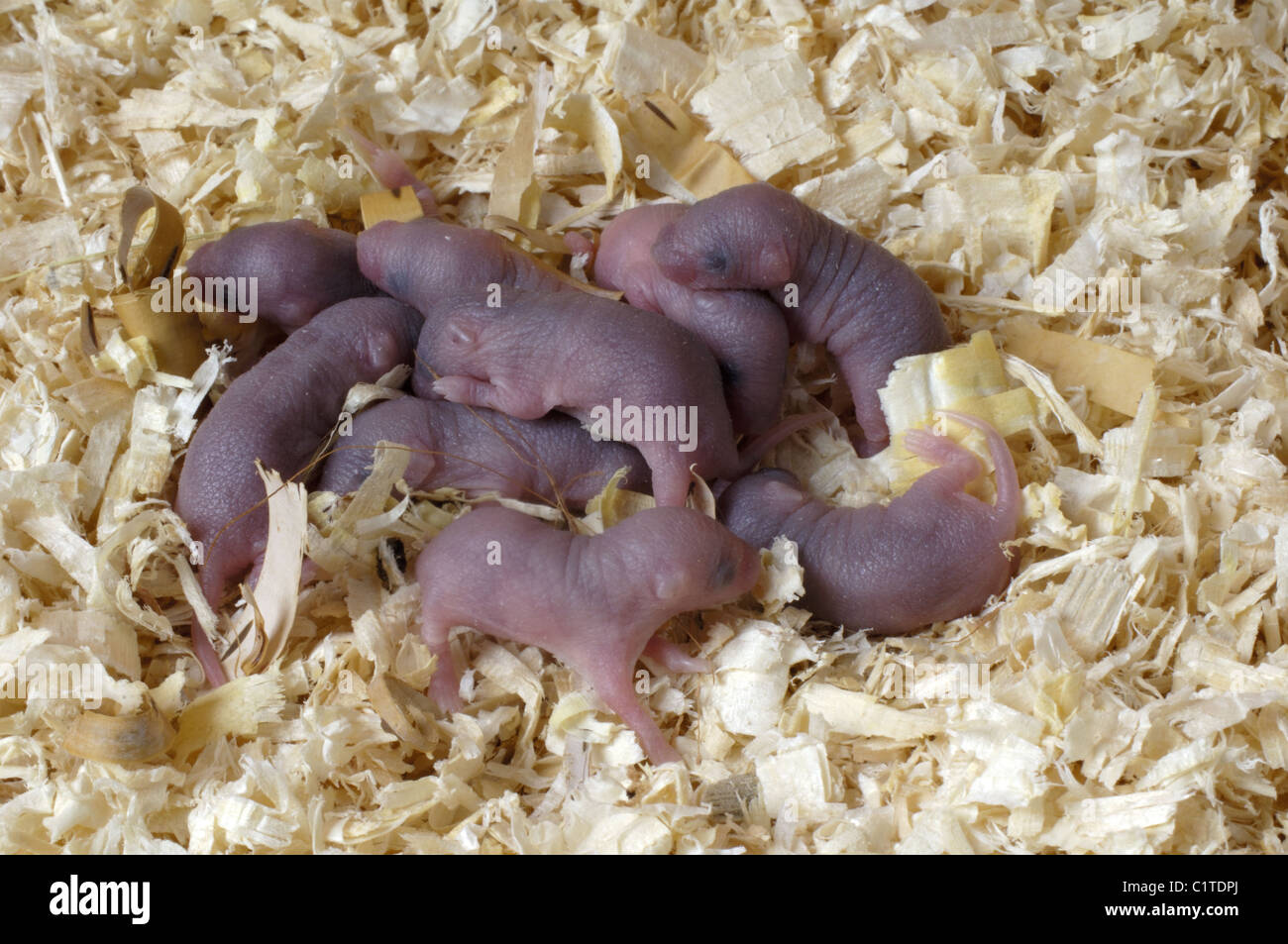 Farbmaus mouse hi-res stock photography and images - Alamy