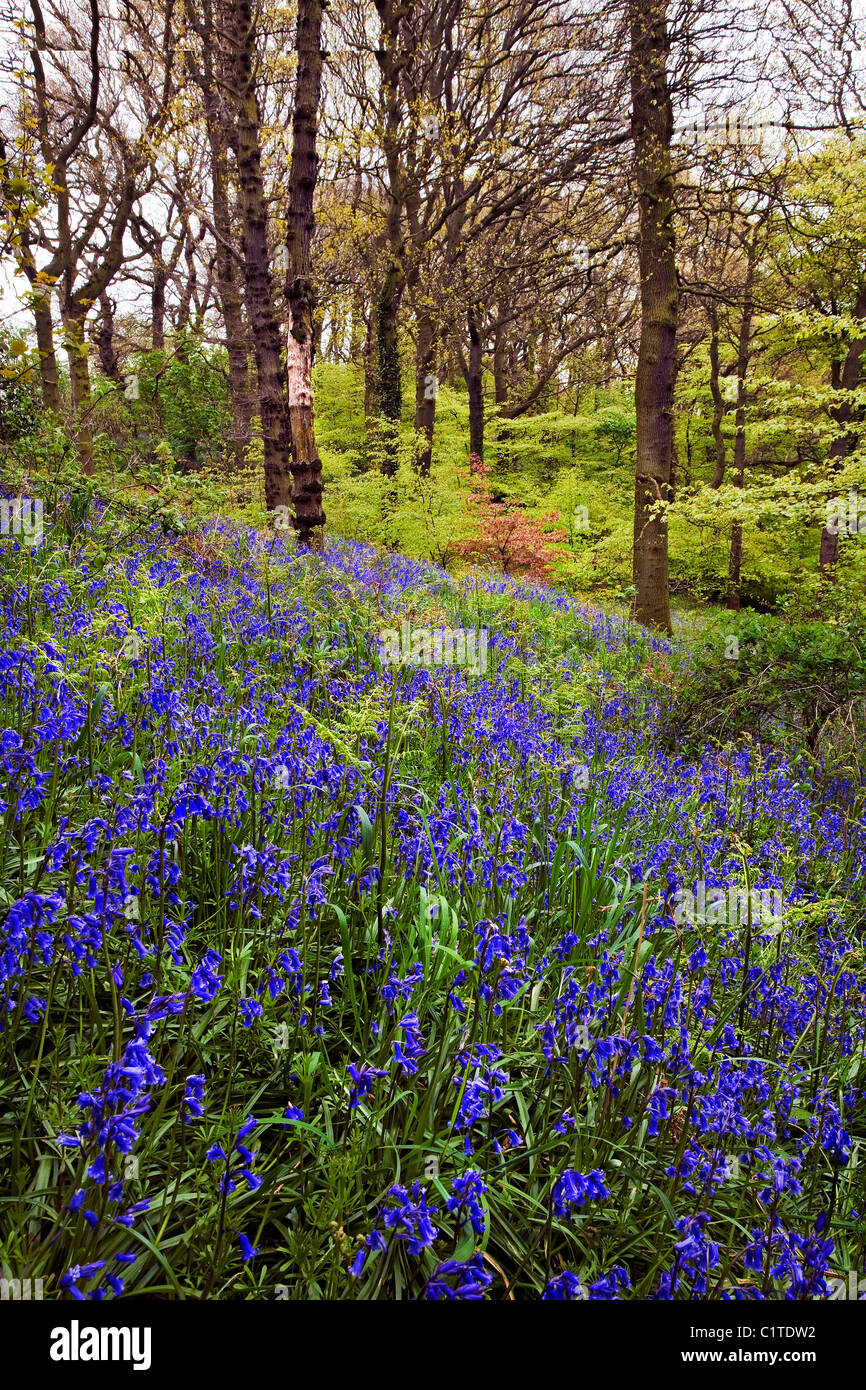 Bluebell bulbs hi-res stock photography and images - Alamy