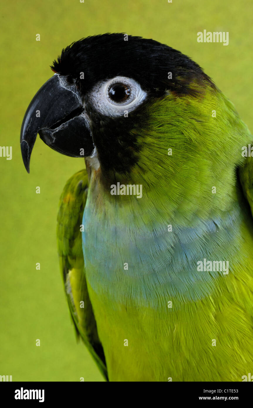 Conure nanday hi-res stock photography and images - Alamy