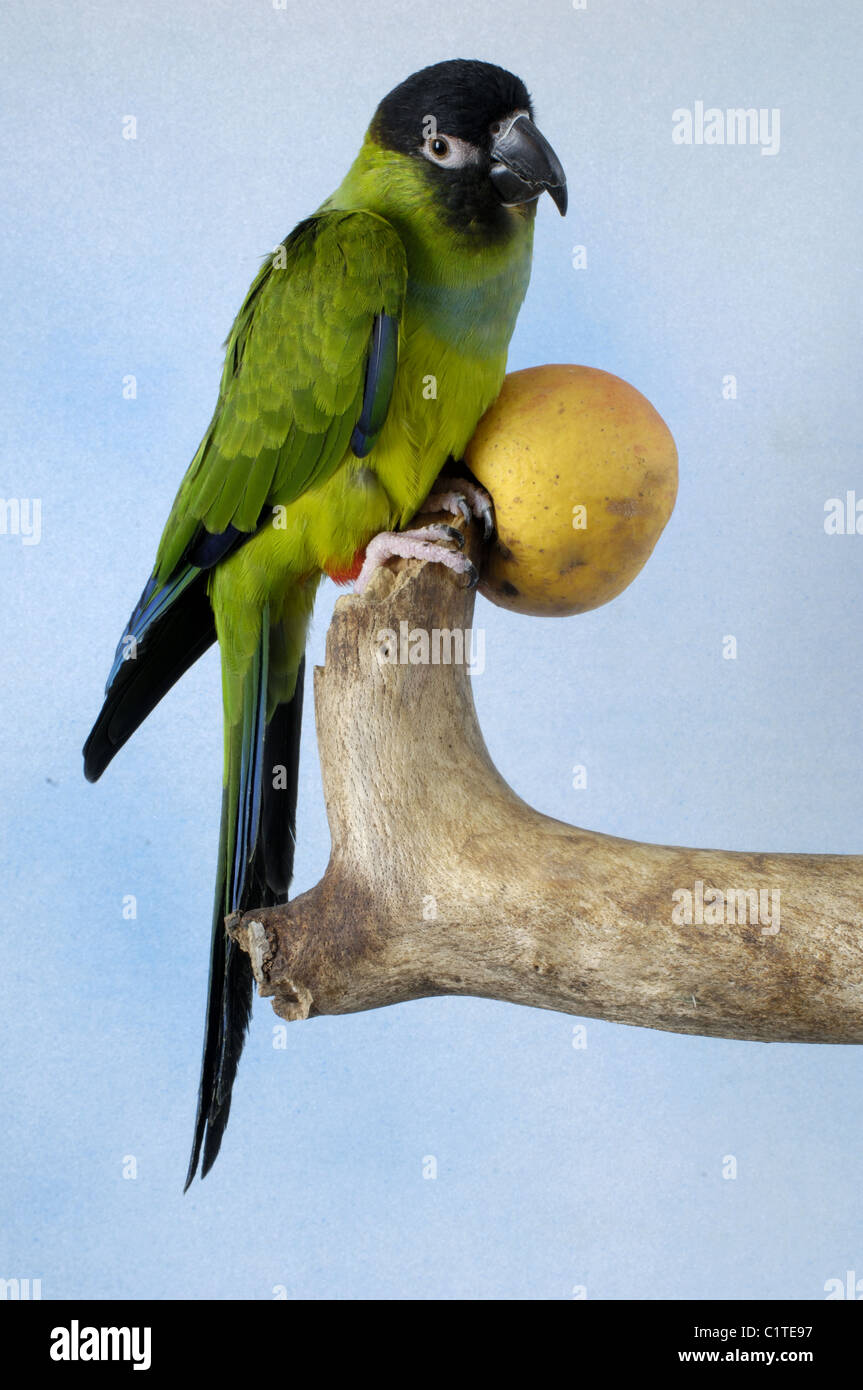 Conure Nanday High Resolution Stock Photography and Images - Alamy