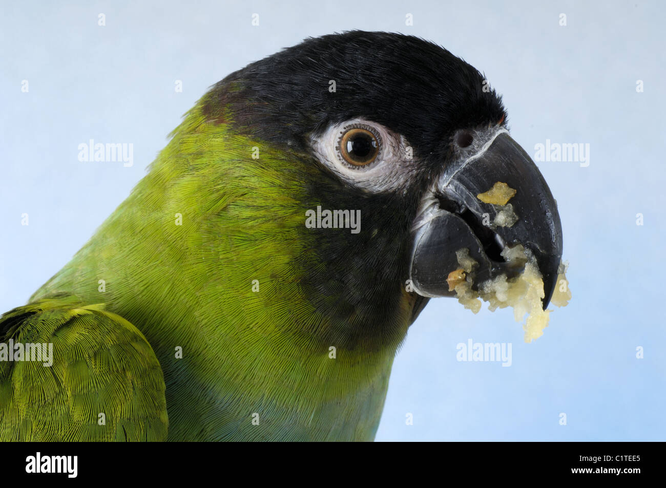 Nandaysittich High Resolution Stock Photography and Images - Alamy