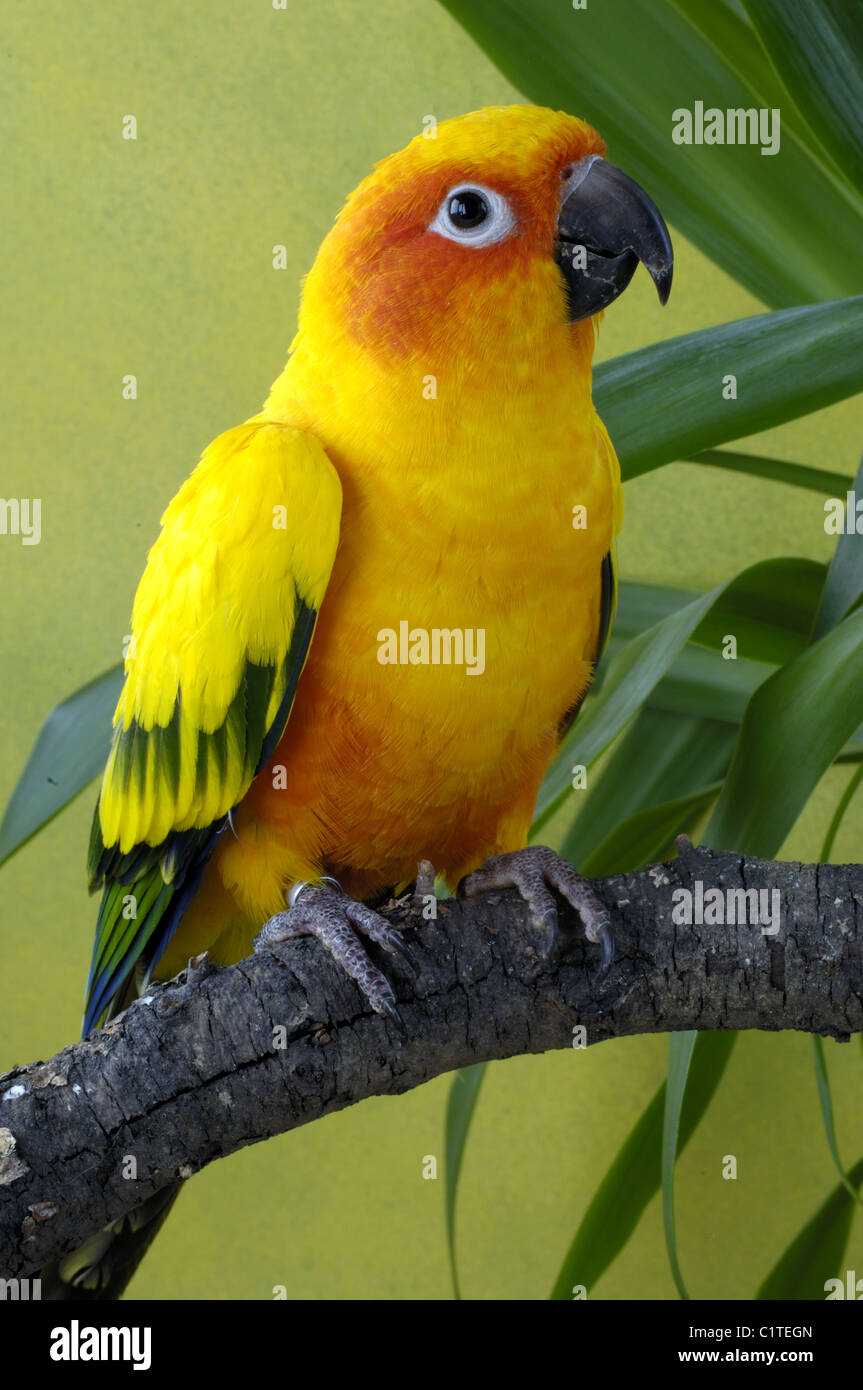 Pet Sun Conures High Resolution Stock Photography and Images - Alamy