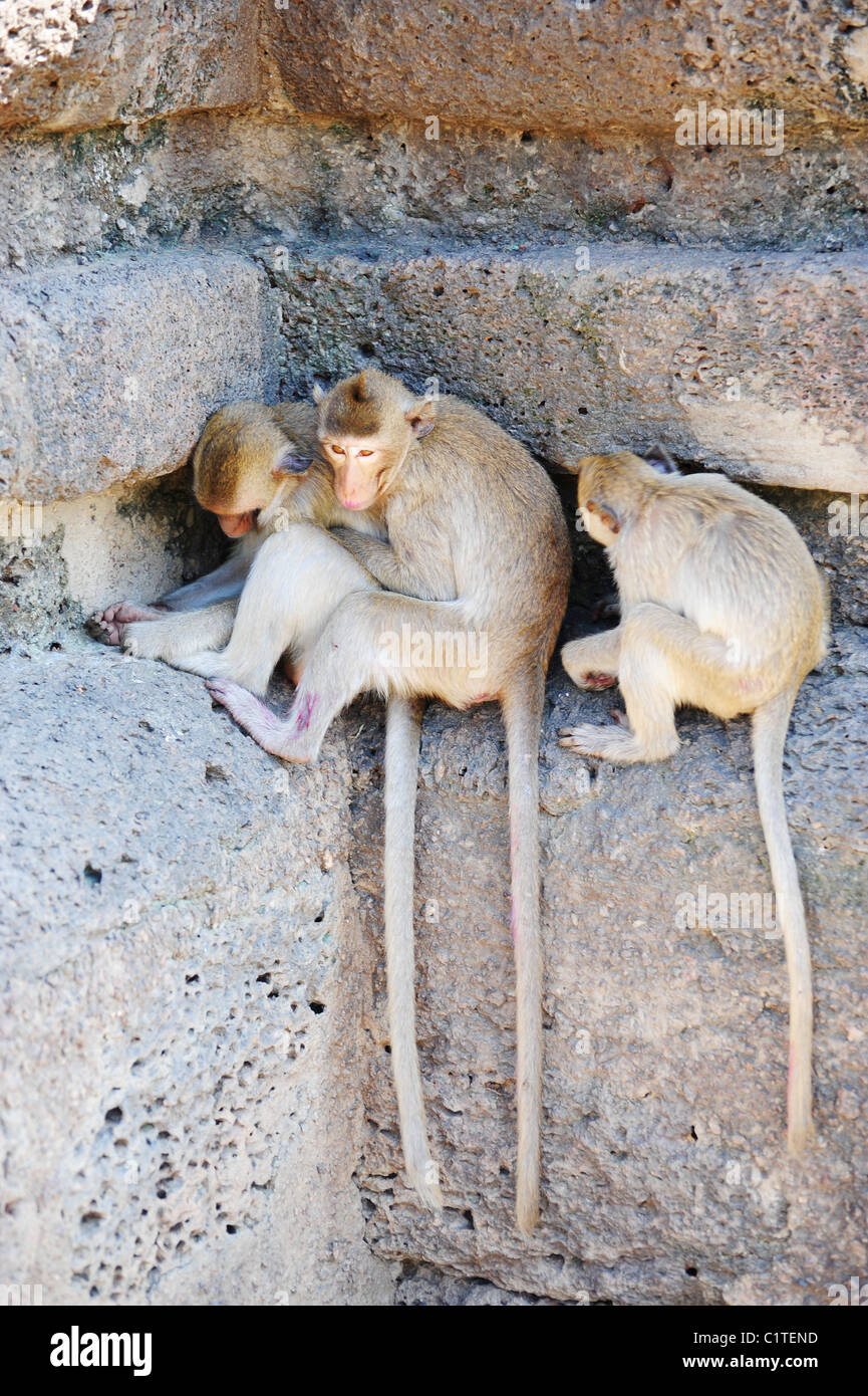 Philippine monkey hi-res stock photography and images - Alamy