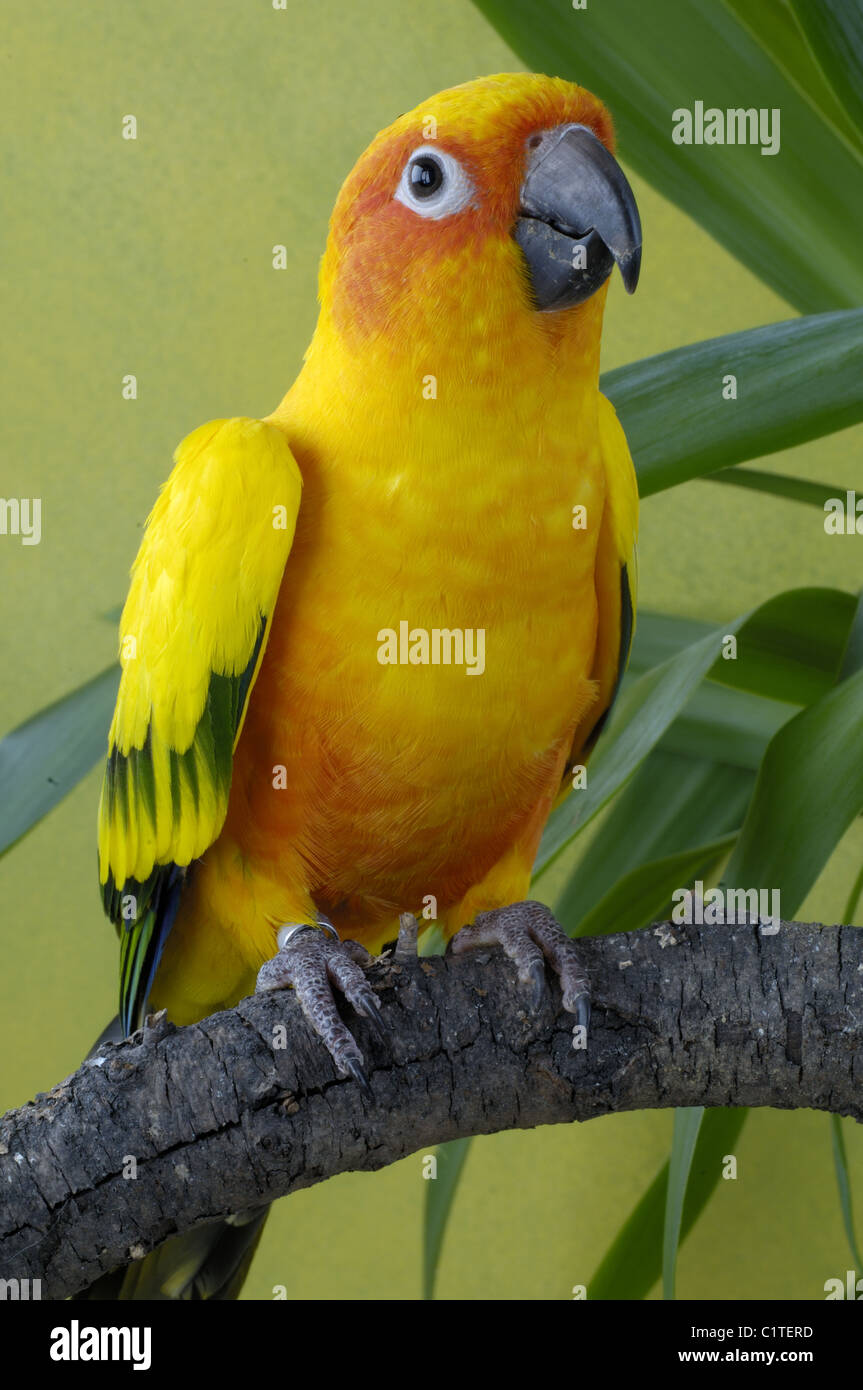 Pet Sun Conures High Resolution Stock Photography and Images - Alamy