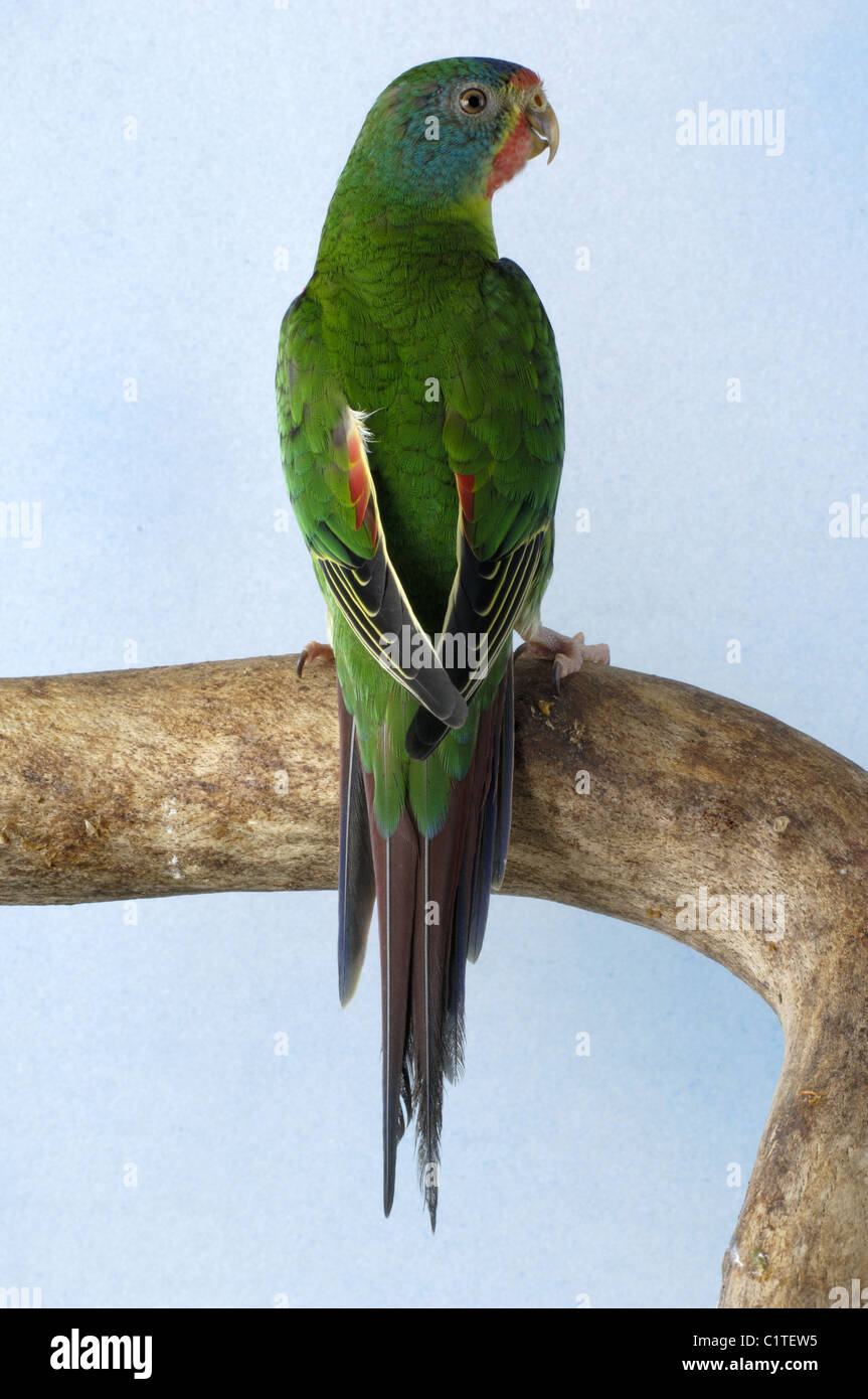 Swift parrot hi-res stock photography and images - Alamy